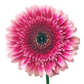 Spring Flowers: The Complete Guide | A Practical Wedding