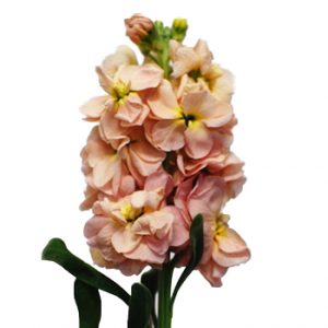 Spring Flowers: The Complete Guide | A Practical Wedding