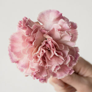 Wedding Flowers 101: Everything You Need to Know | APW